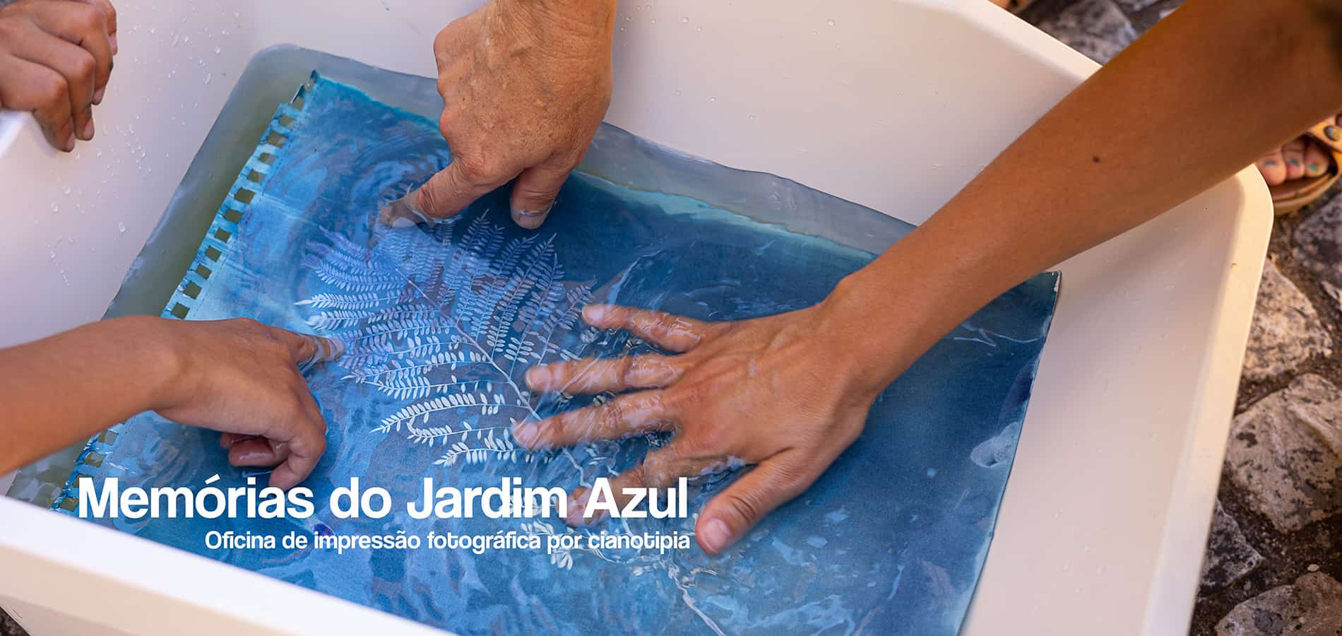 Memórias do Jardim Azul | qual albatroz